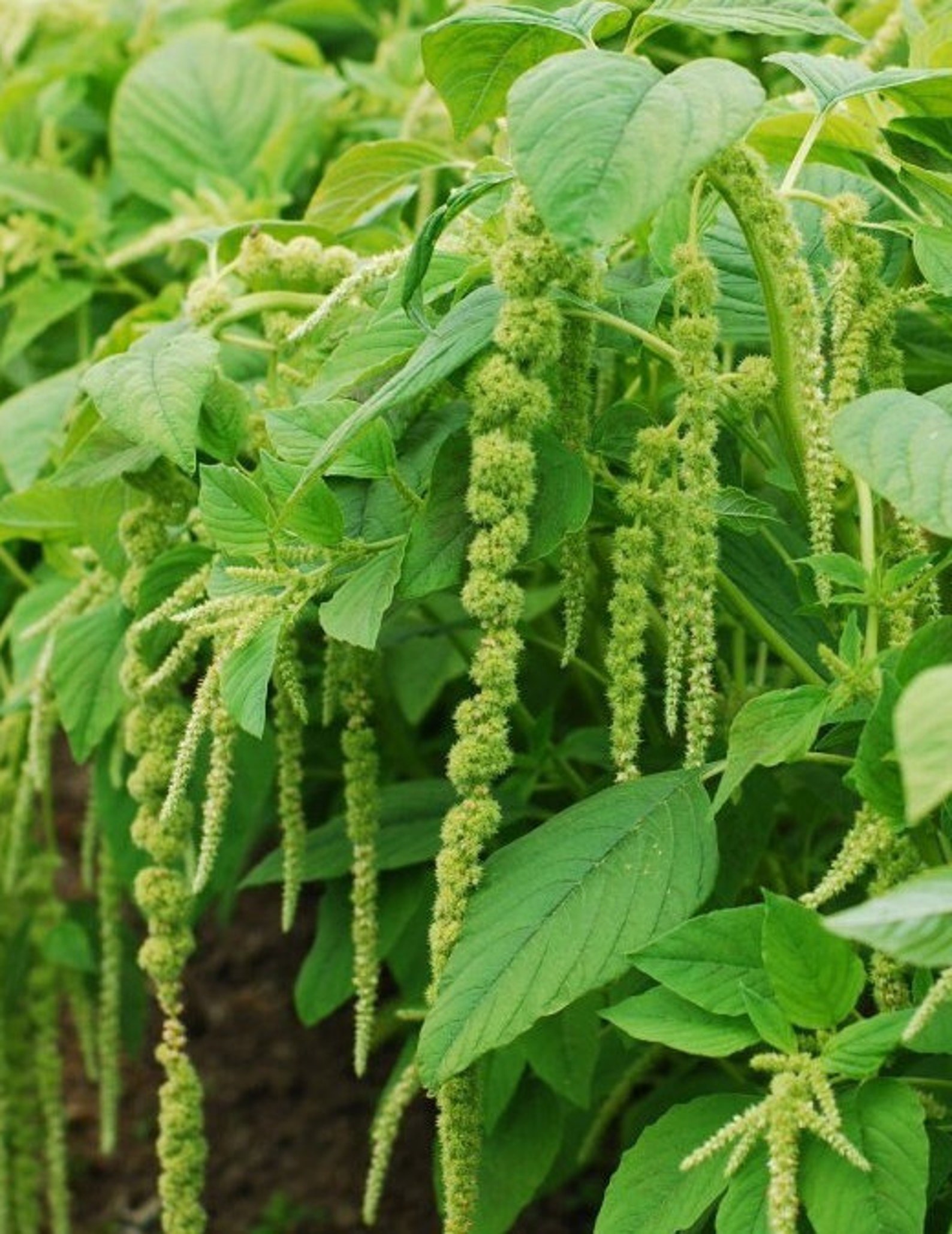 50 Amaranthus Caudatus Green Foxtail Love Lies Bleeding | Etsy