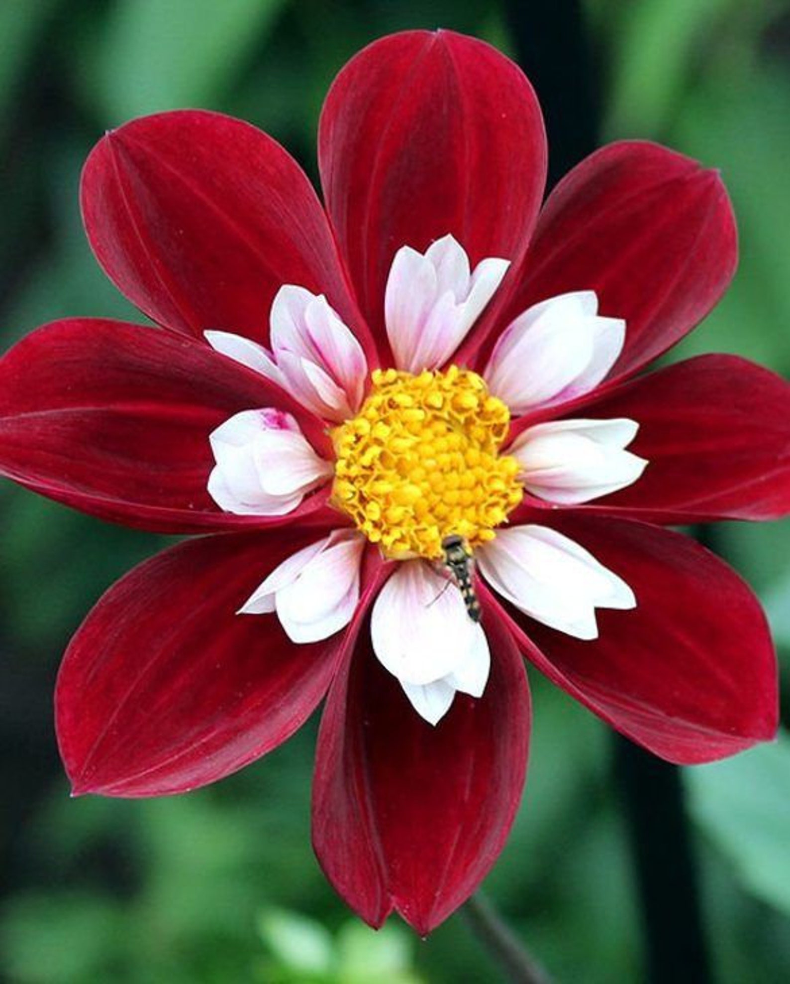 25 Dahlia Dwarf Dandy Collarette Mix Seeds - Etsy UK