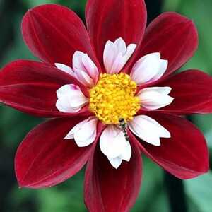 25 Dahlia Dwarf Dandy Collarette Mix Seeds - Etsy UK