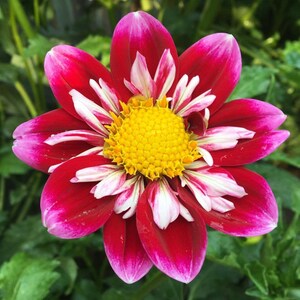 25 Dahlia Dwarf Dandy Collarette Mix Seeds - Etsy UK