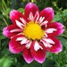 25 Dahlia Dwarf Dandy Collarette Mix Seeds - Etsy UK