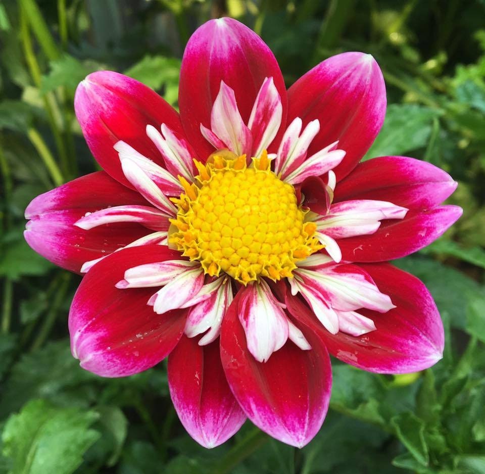 25 Dahlia Dwarf Dandy Collarette Mix Seeds - Etsy UK