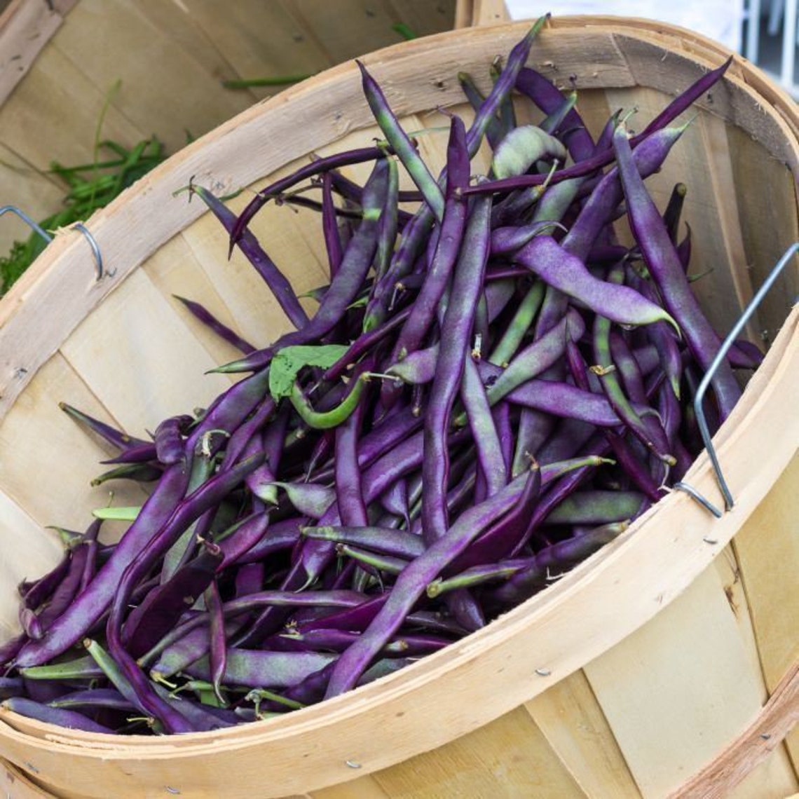 15 Purple Queen French Dwarf Bean Seeds Stringless - Etsy UK