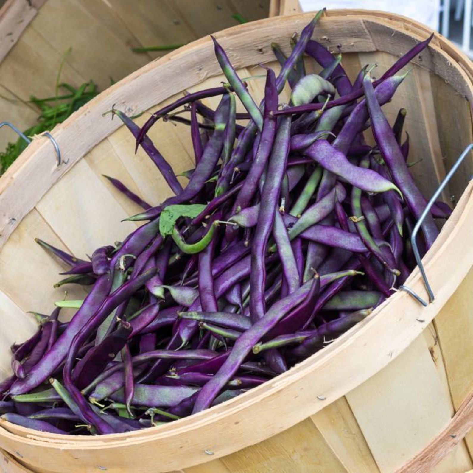 15 Purple Queen French Dwarf Bean Seeds Stringless - Etsy UK