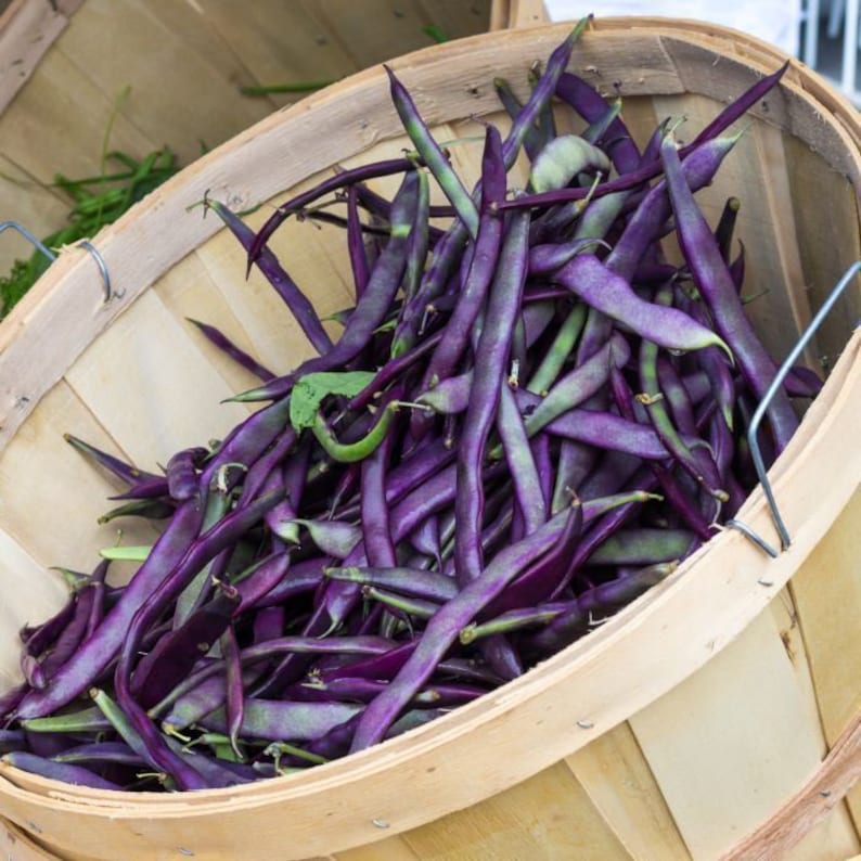 15 Purple Queen French Dwarf Bean Seeds Stringless - Etsy UK