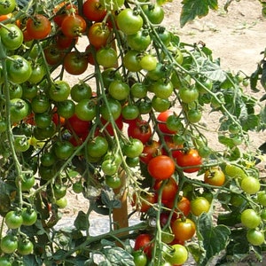 15 Cerise Cherry Tomato Seeds - Etsy UK