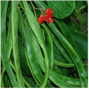 15 Enorma Runner Bean Seeds - Prize Winning Exhibition Bean - Etsy UK