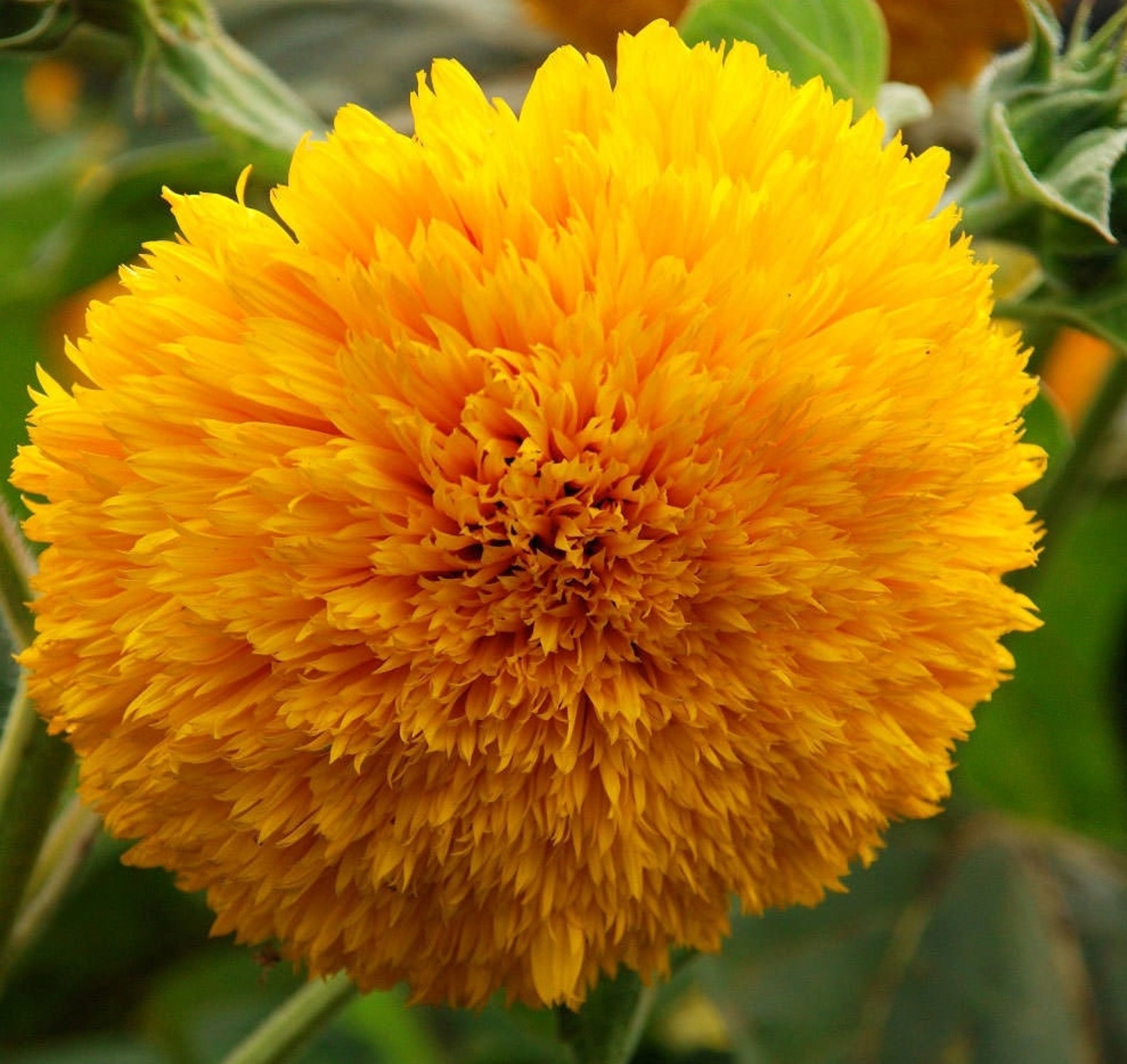 12 Giant Sungold Sunflower Seeds - Etsy UK