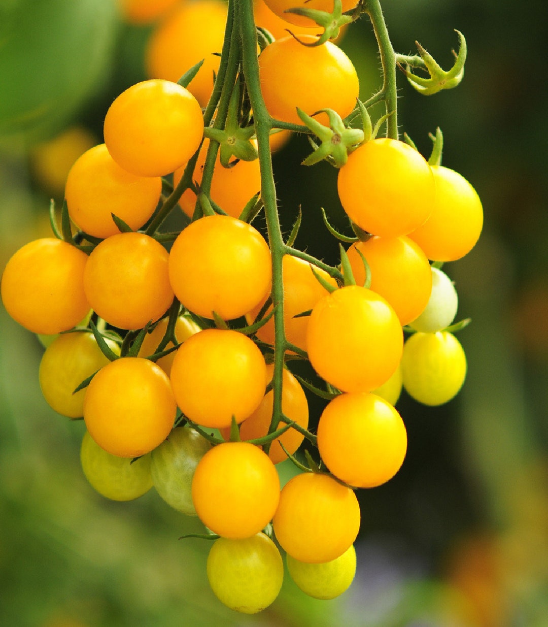 15 Goldkrone Tomato Seeds Aka Gold Crown - Etsy UK