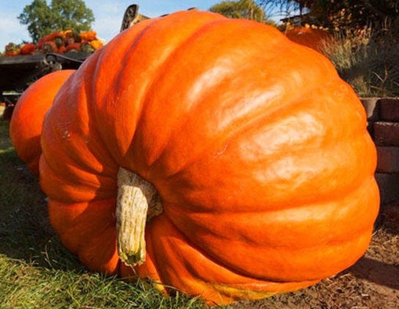 10 Super Max Pumpkin Seeds - Etsy UK