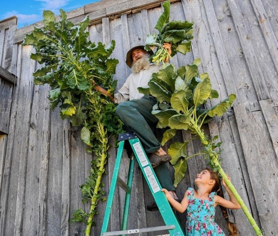 15 Giant Portuguese Walking Stick Kale Seeds couve Galega - Etsy UK