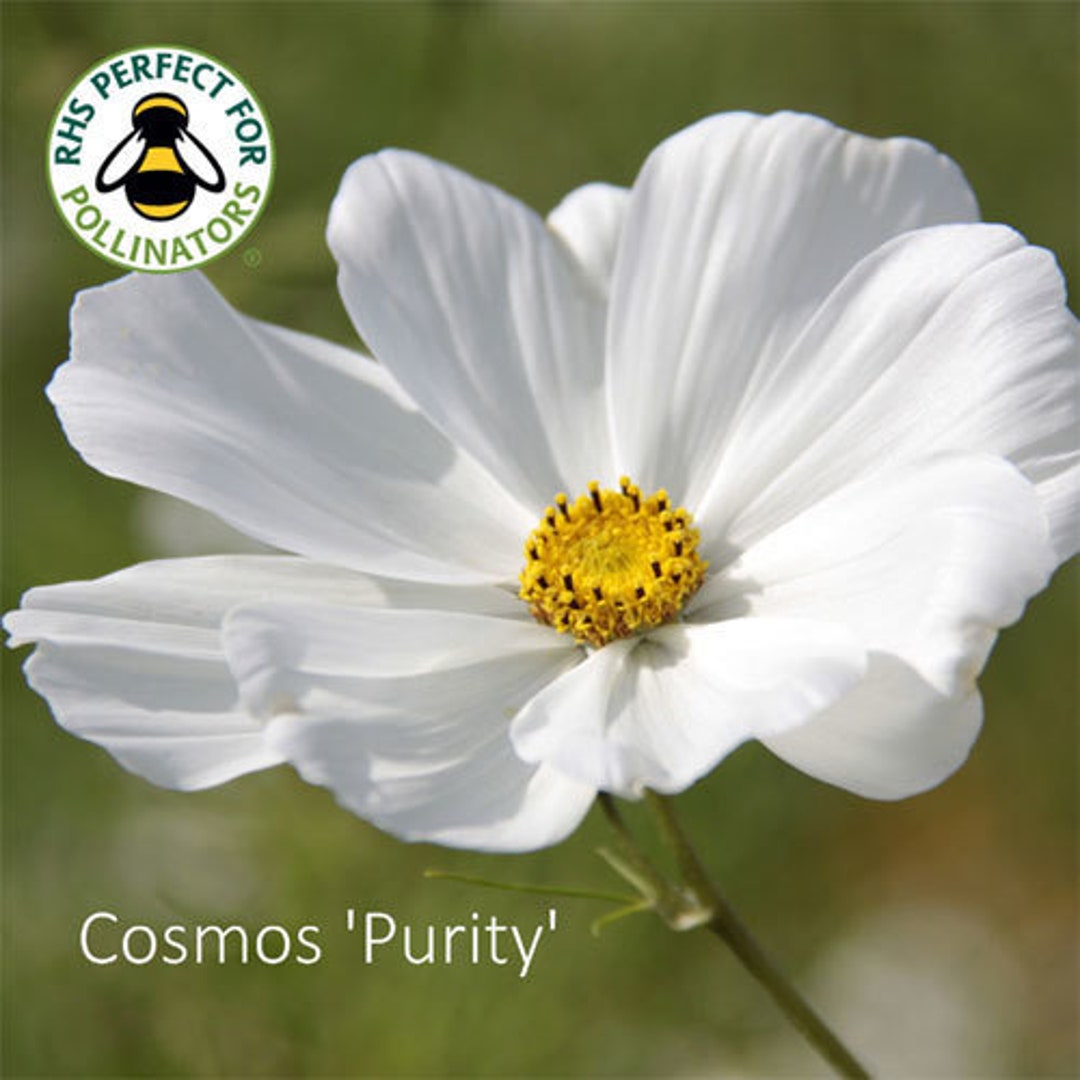50 Purity White Cosmos Seeds - Etsy UK