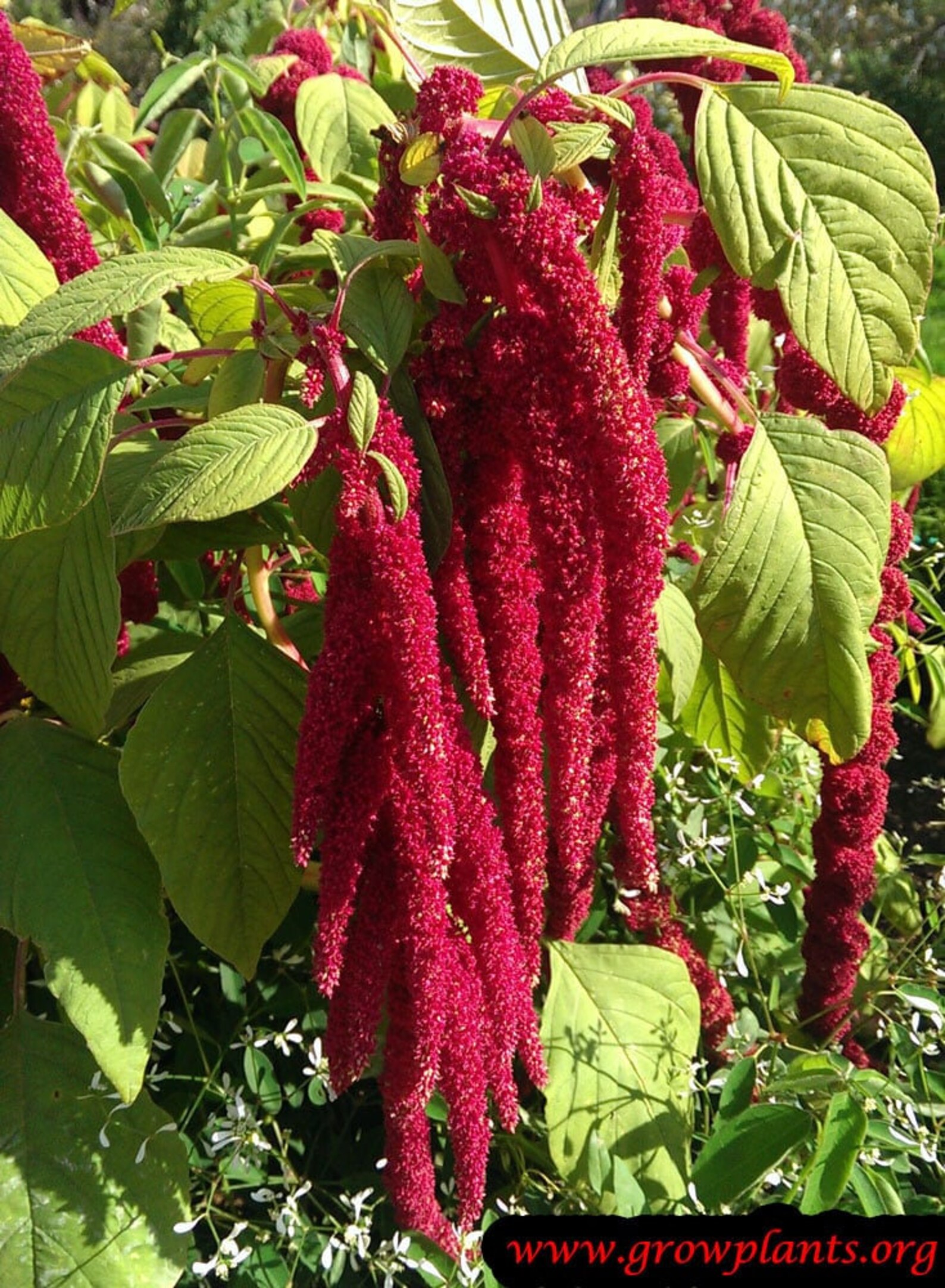 50 Amaranthus Caudatus Red Seeds Love Lies Bleeding - Etsy UK
