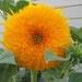 12 Giant Sungold Sunflower Seeds - Etsy UK