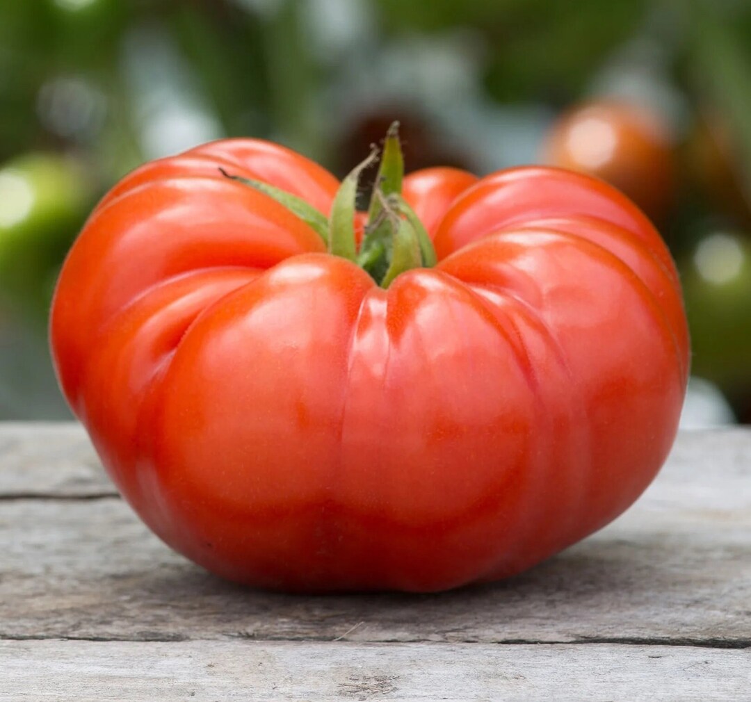 15 Fireworks Tomato Seeds - Early - Etsy UK