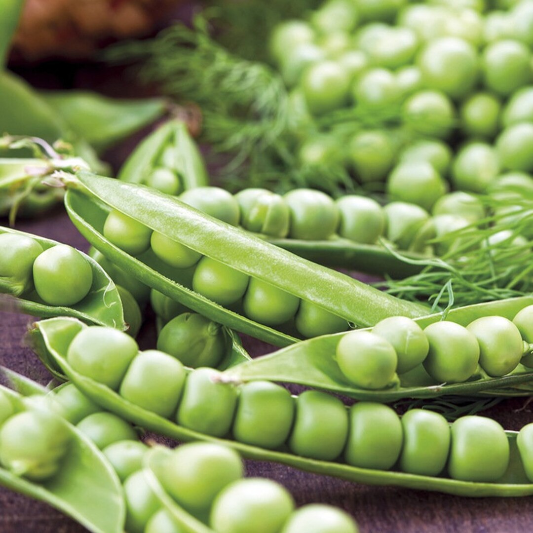 15 Maro (marrowfat) Peas - Rated the Best to Grow for Mushy Peas - Etsy UK