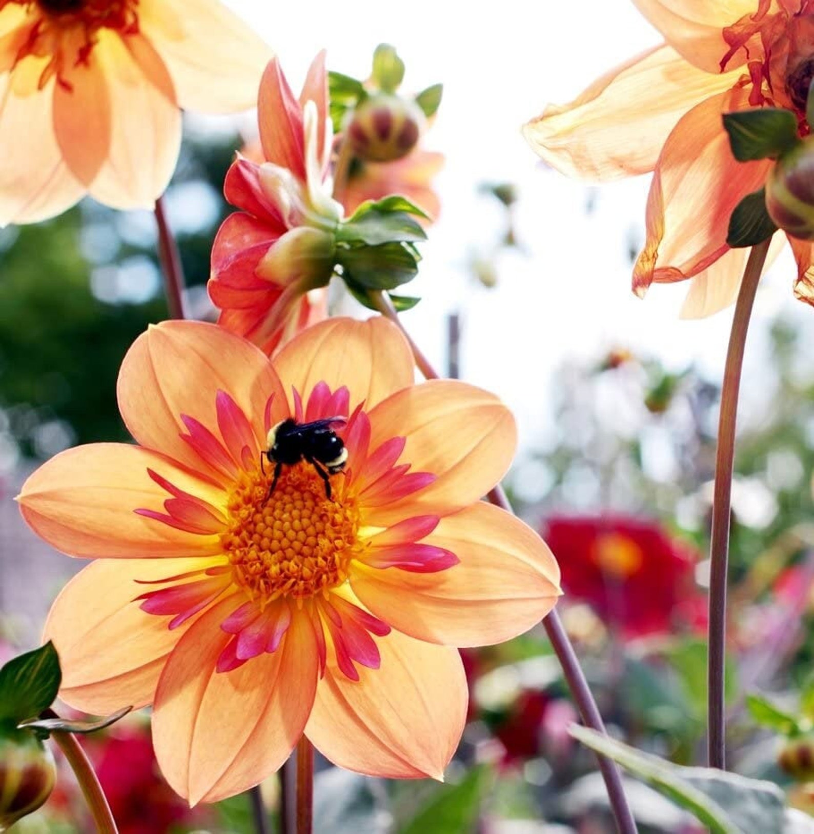 25 Dahlia Dwarf Dandy Collarette Mix Seeds - Etsy UK