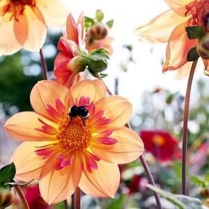 25 Dahlia Dwarf Dandy Collarette Mix Seeds - Etsy UK