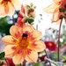 25 Dahlia Dwarf Dandy Collarette Mix Seeds - Etsy UK