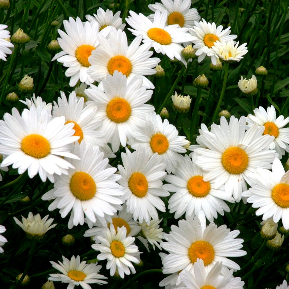 50 Ox Eye Daisy Seeds - Etsy UK