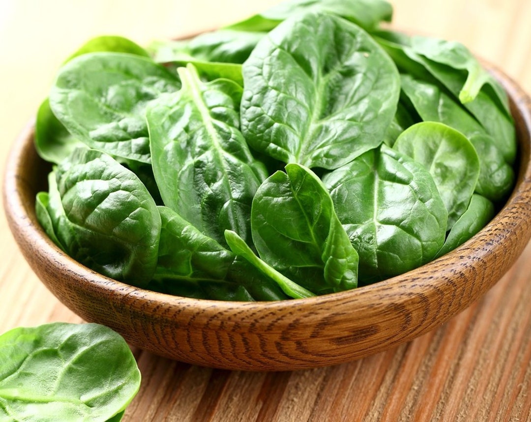 50 Matador Spinach Seeds - Spring, Autumn Growing - Etsy UK