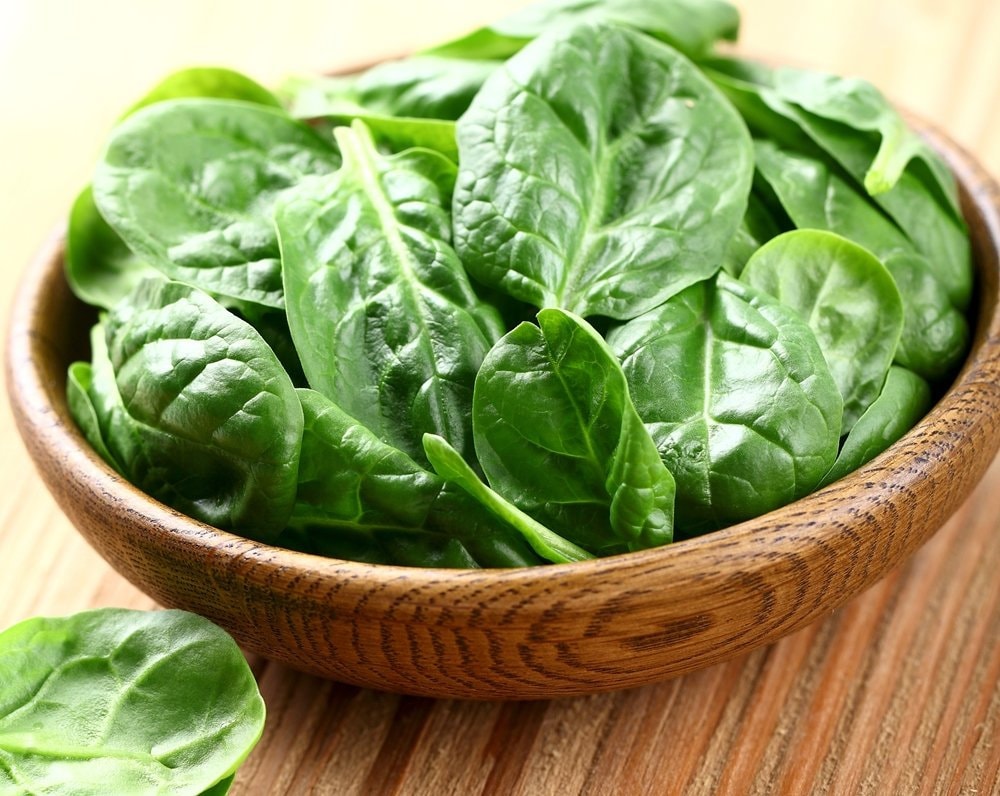 50 Matador Spinach Seeds Spring Autumn Growing - Etsy UK