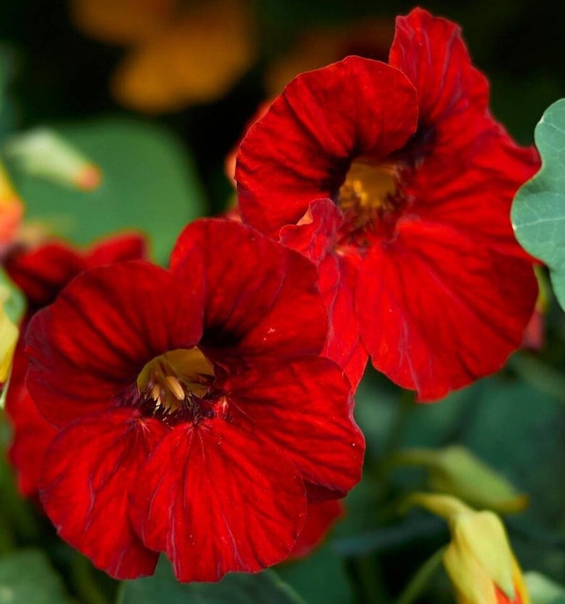 15 Red Empress of India Nasturtium Seeds - Edible - Etsy UK