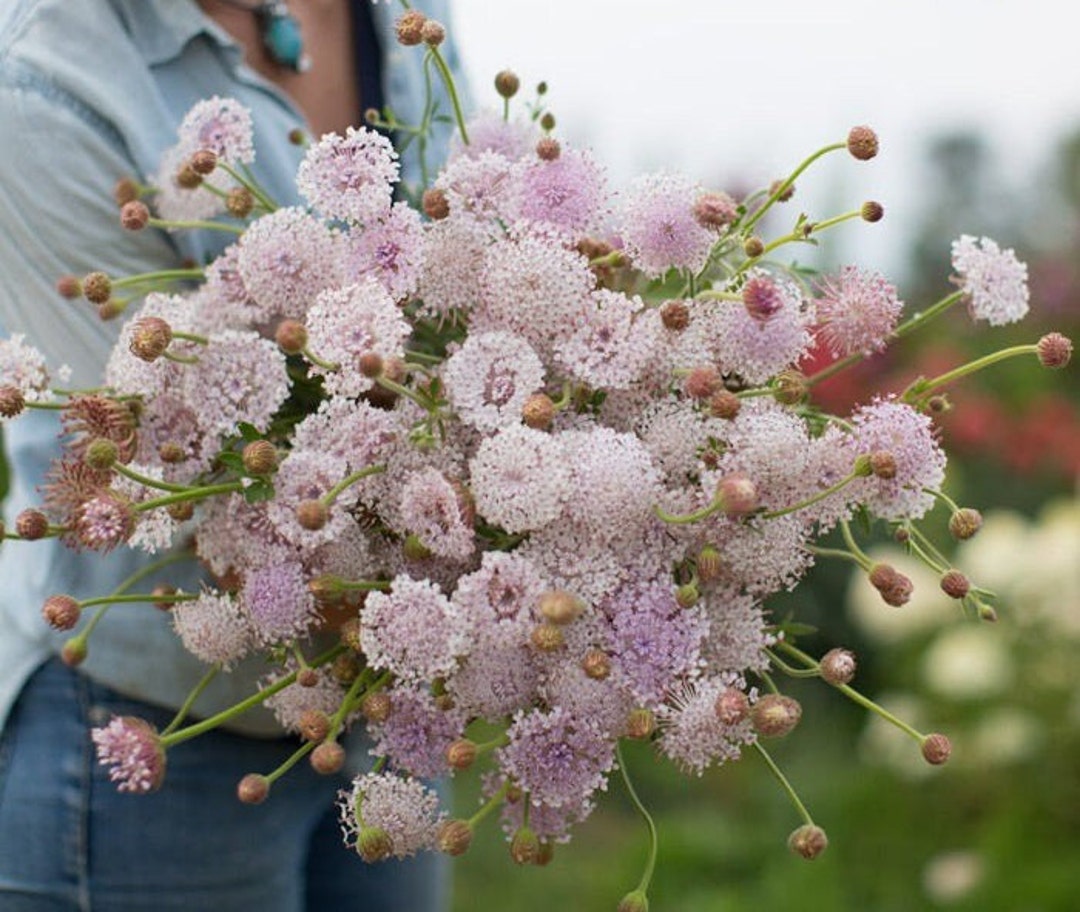 15 Pink Lace Didiscus Seeds - Etsy UK