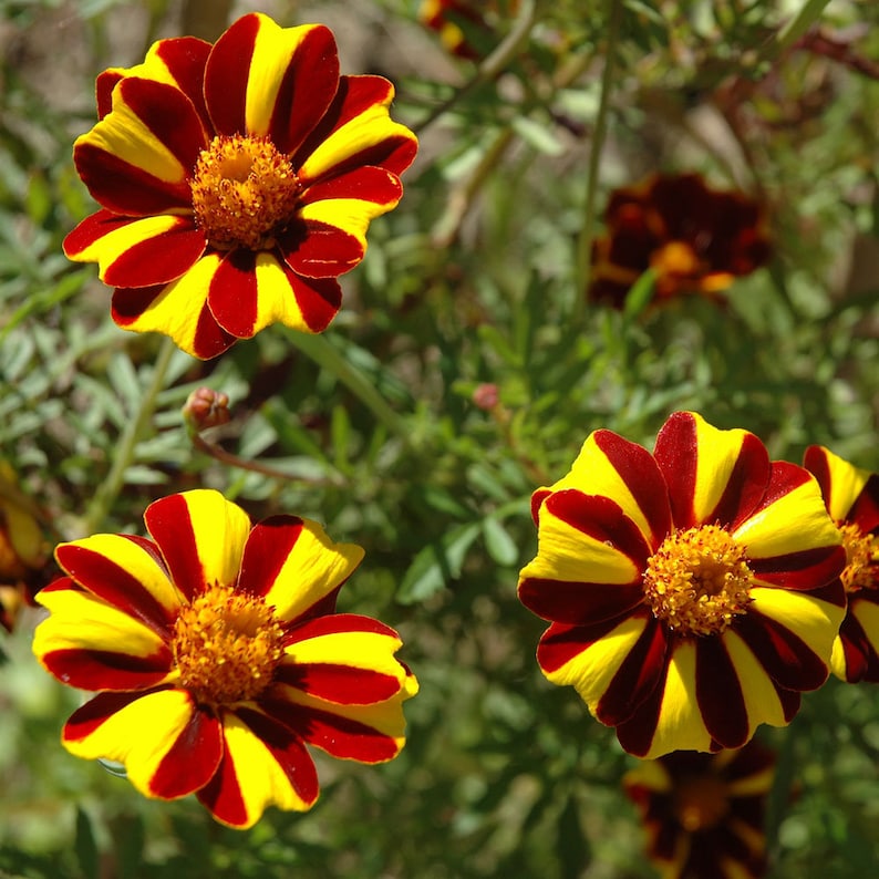 25 Jolly Jester French Marigold Seeds - Etsy UK 25 Jolly Jester French Marigold Seeds - Etsy UK