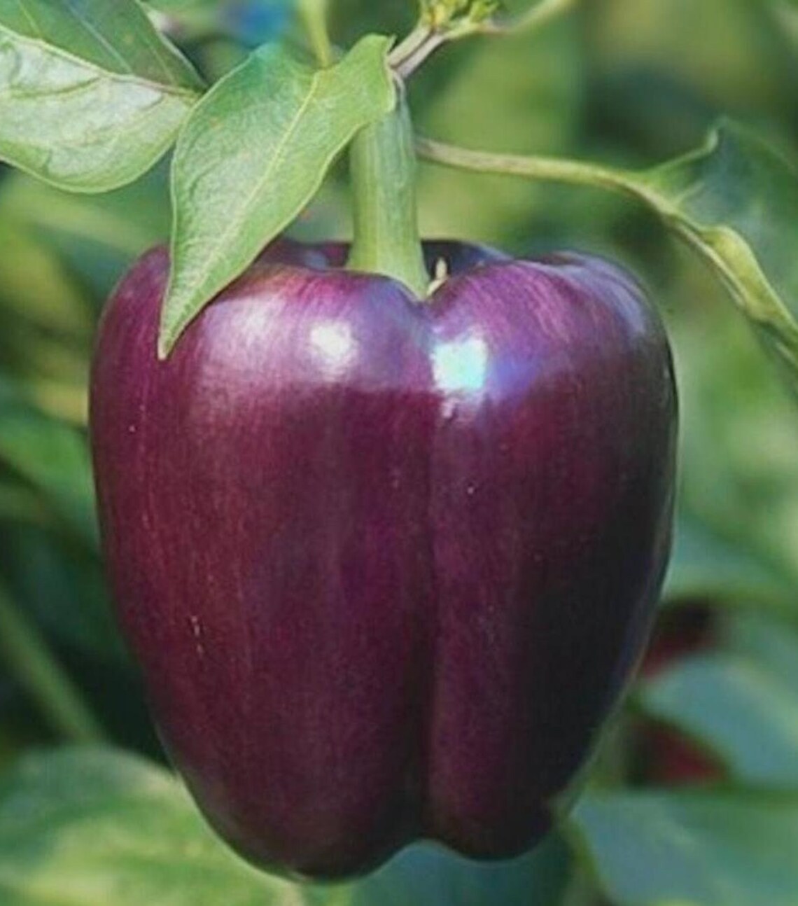 15 Purple Sweet Bell Pepper Seeds | Etsy UK