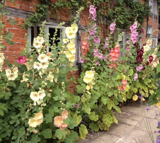 25 Giant Single Mix Alcea Rosea Hollyhock Seeds - Etsy UK