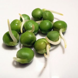 15 Maro (marrowfat) Peas - Rated the Best to Grow for Mushy Peas - Etsy UK