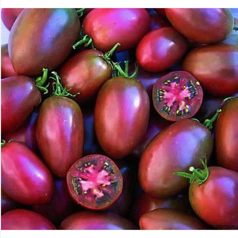 15 Ukrainian Purple Tomato Seeds - Etsy UK