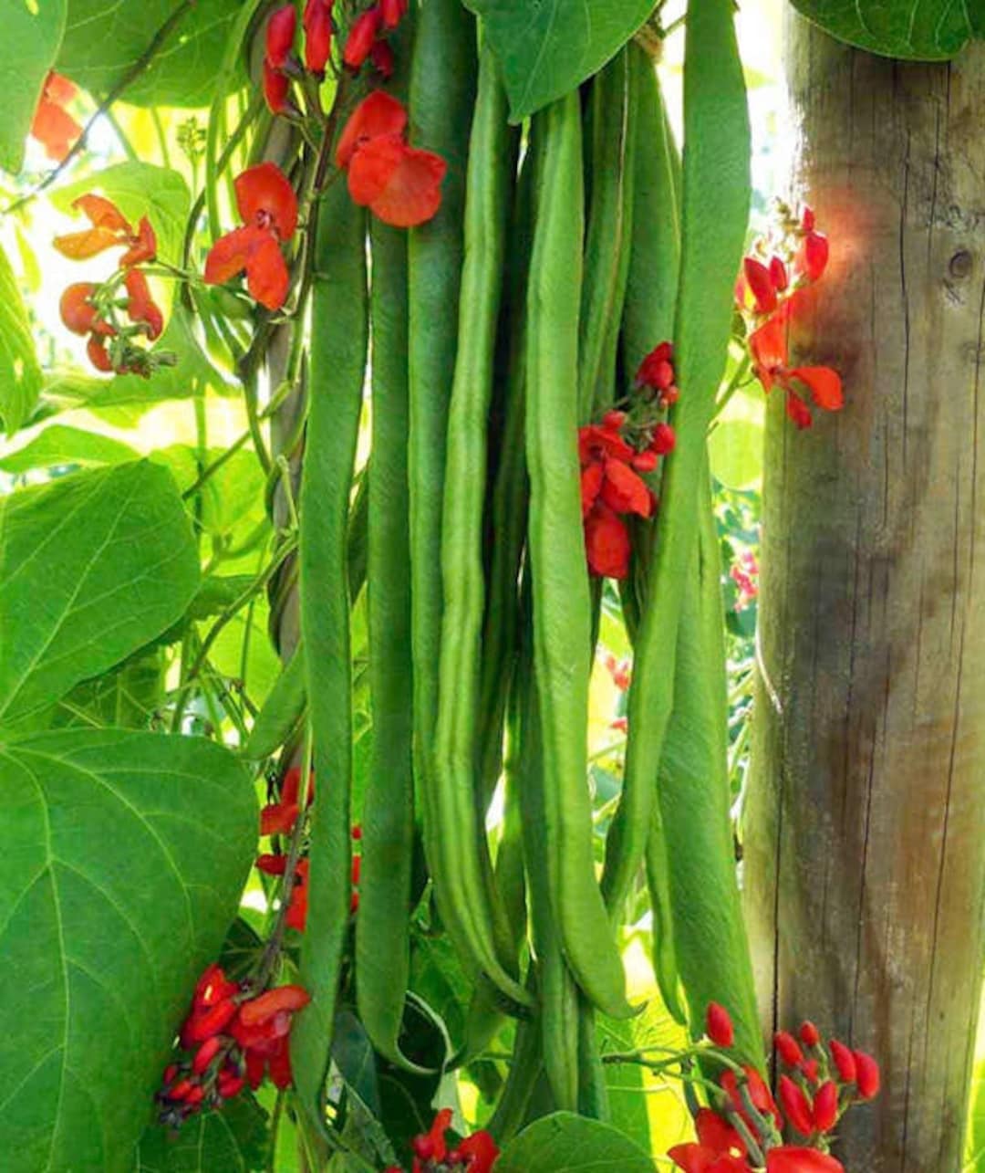 15 Red Flowered Scarlet Runner Bean Seeds - Etsy UK