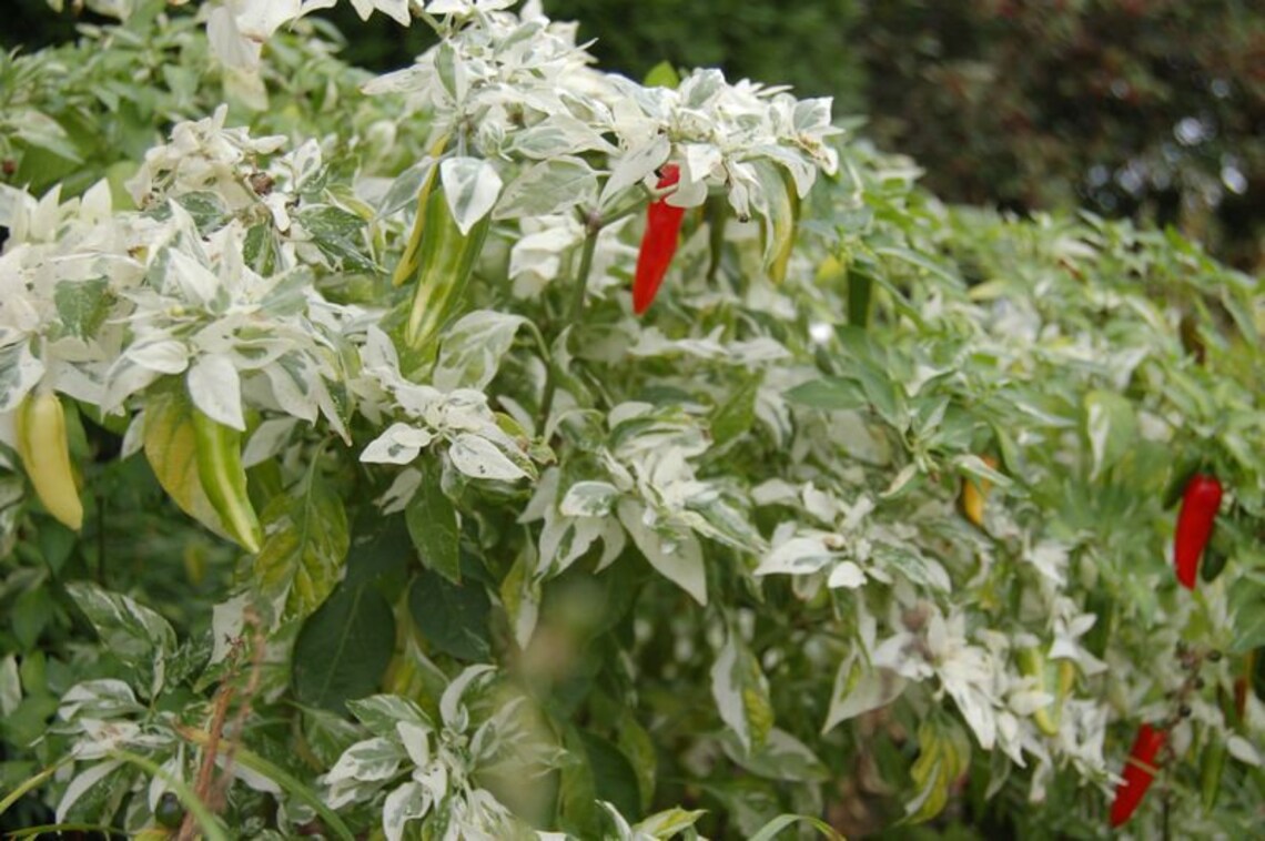 15 Fish Chilli Pepper Seeds - Etsy UK