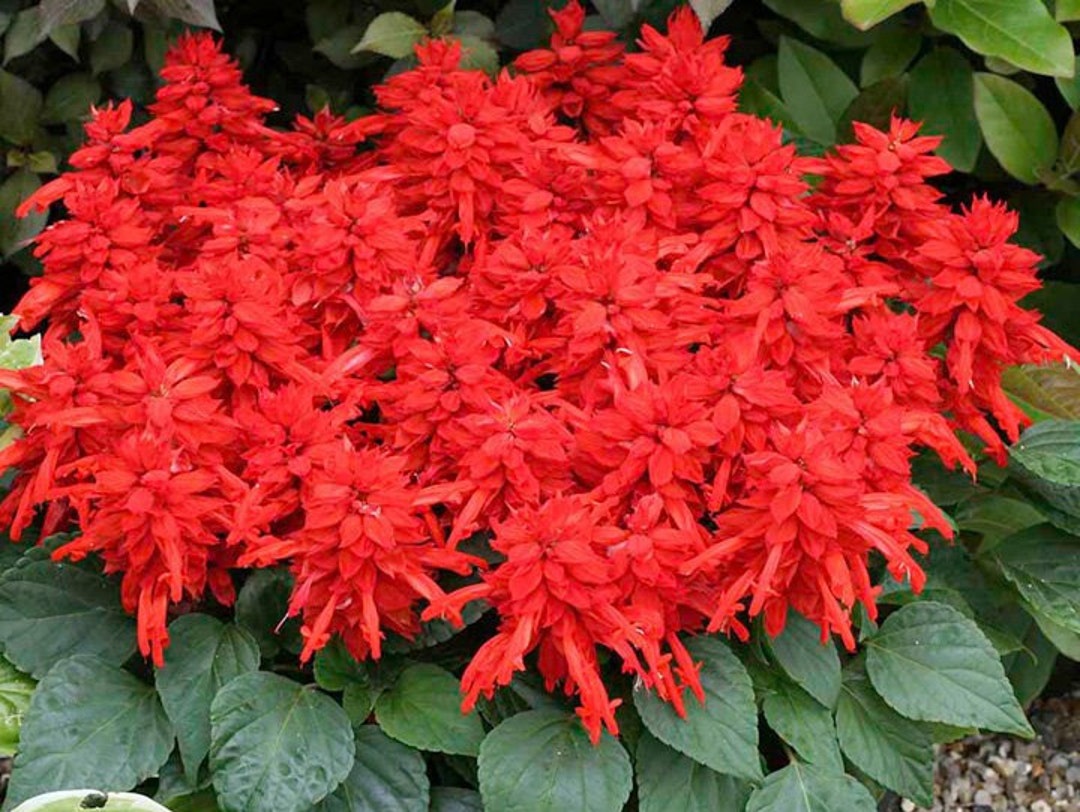 25 Scarlet Red Salvia Seeds - Etsy UK
