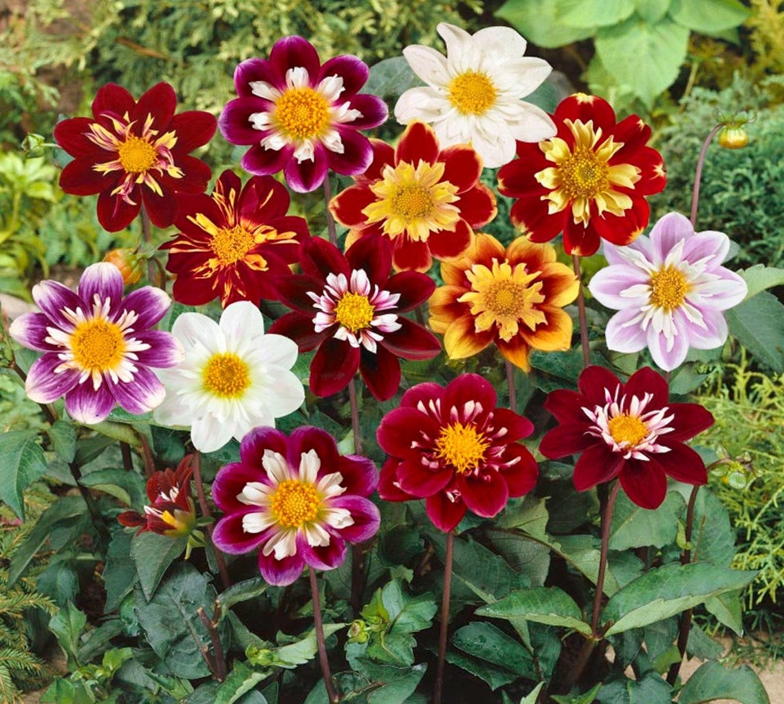 25 Dahlia Dwarf Dandy Collarette Mix Seeds - Etsy UK