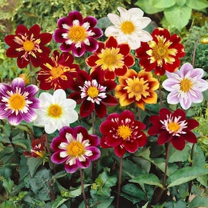 25 Dahlia Dwarf Dandy Collarette Mix Seeds - Etsy UK