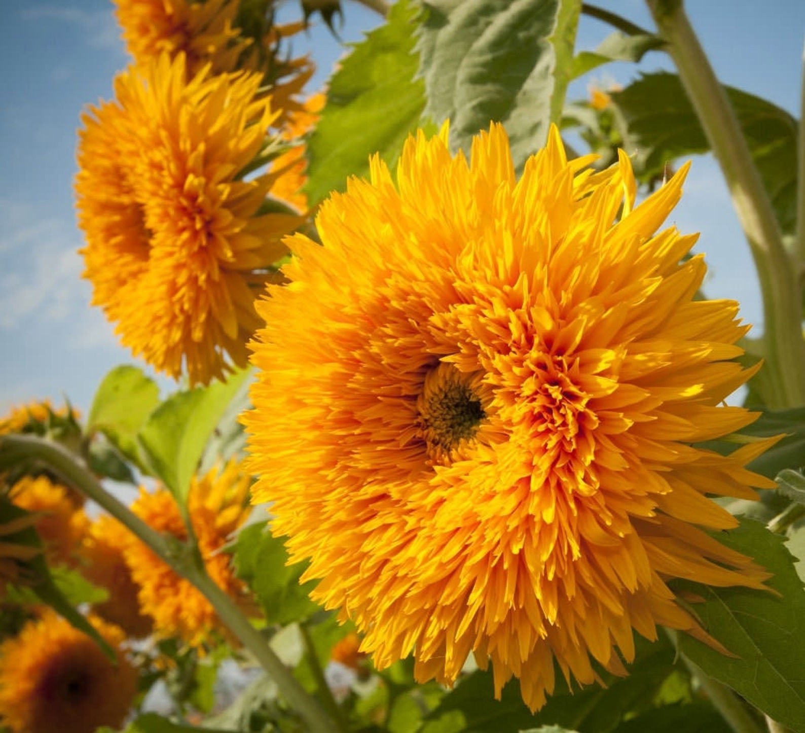 12 Giant Sungold Sunflower Seeds - Etsy UK