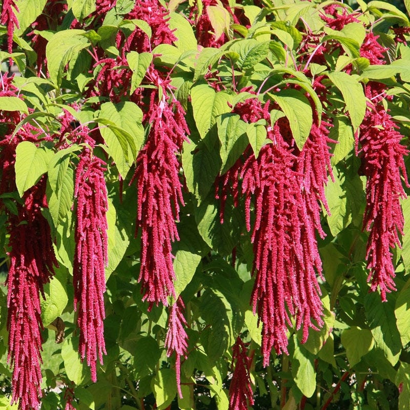 50 Amaranthus Caudatus Red Seeds Love Lies Bleeding - Etsy UK