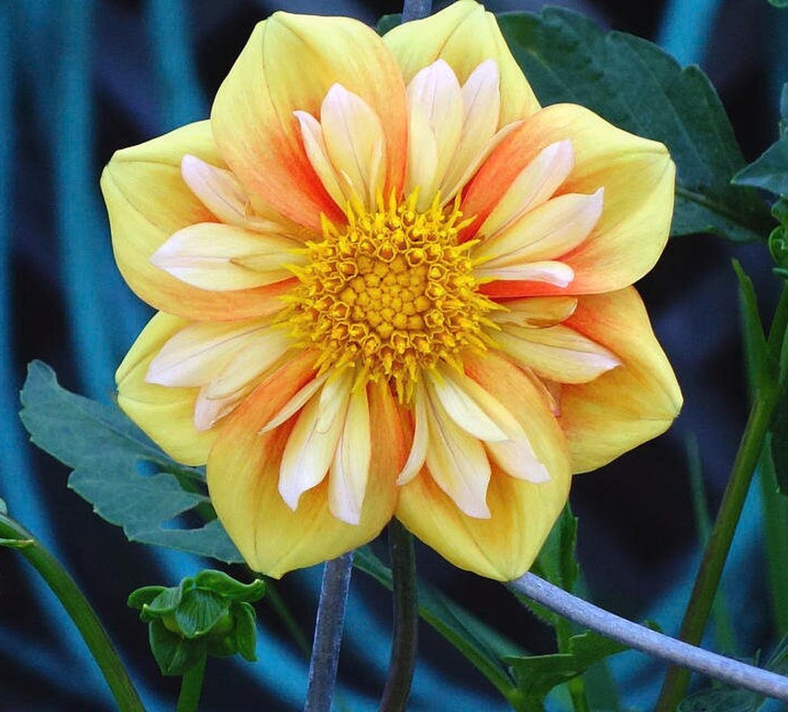 25 Dahlia Dwarf Dandy Collarette Mix Seeds - Etsy UK