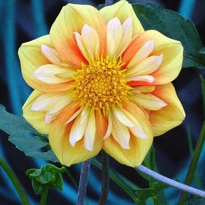 25 Dahlia Dwarf Dandy Collarette Mix Seeds - Etsy UK