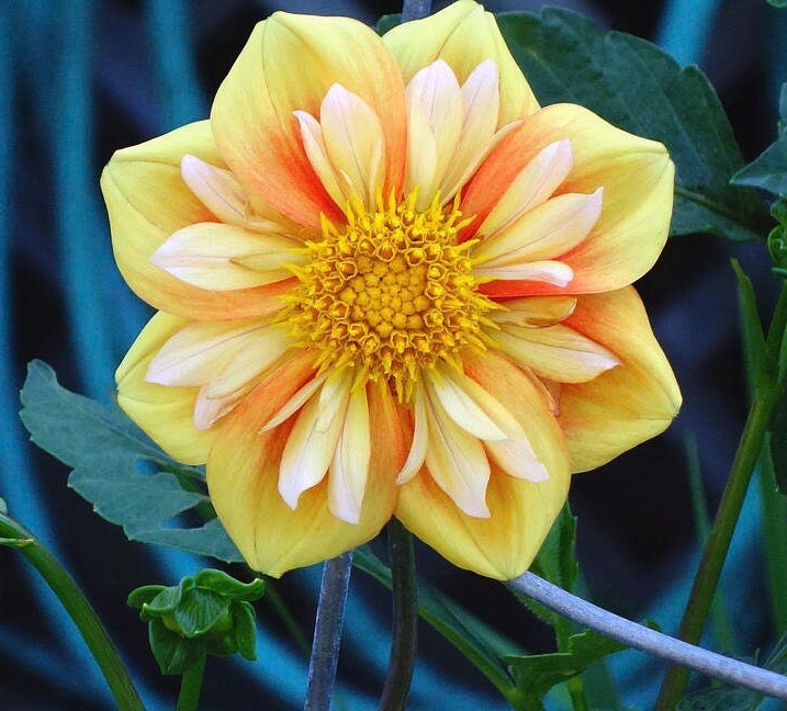 25 Dahlia Dwarf Dandy Collarette Mix Seeds - Etsy UK