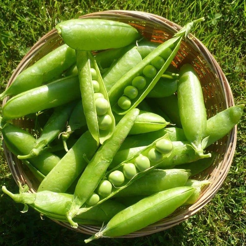 15 Lincoln Dwarf Peas - Heirloom - Etsy UK