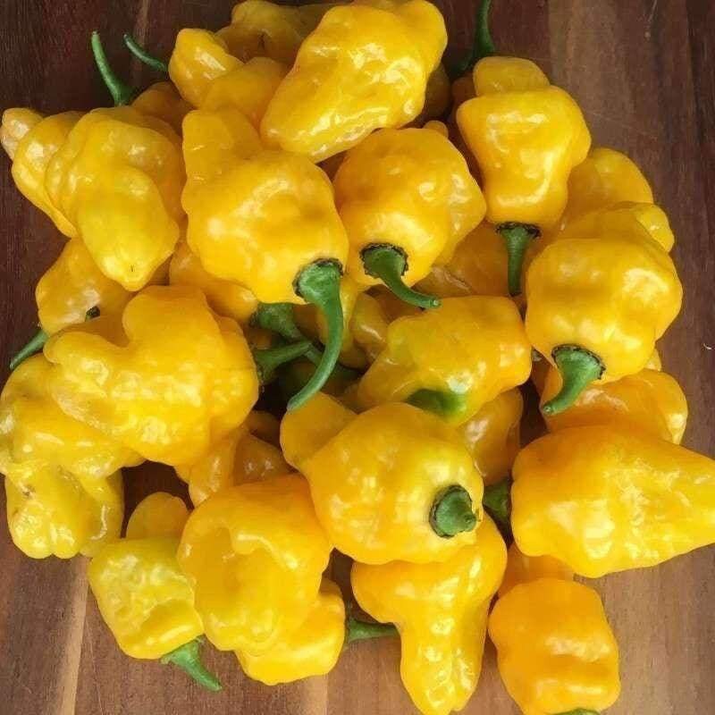 15 Habanero Lemon Hot Pepper Seeds - Citrusy Taste, Apricot Aroma - Etsy UK