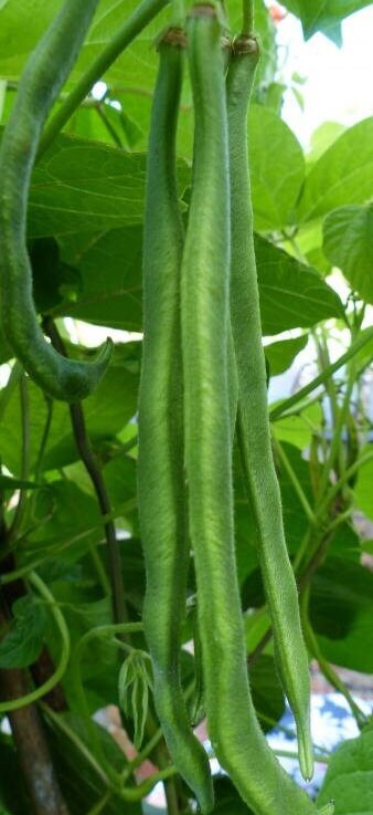 15 Enorma Runner Bean Seeds - Prize Winning Exhibition Bean - Etsy UK