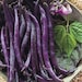 15 Purple Queen French Dwarf Bean Seeds - Stringless - Etsy UK