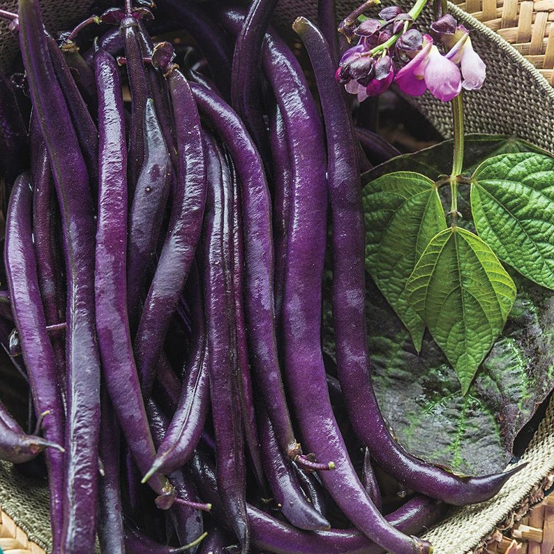 15 Purple Queen French Dwarf Bean Seeds Stringless - Etsy UK