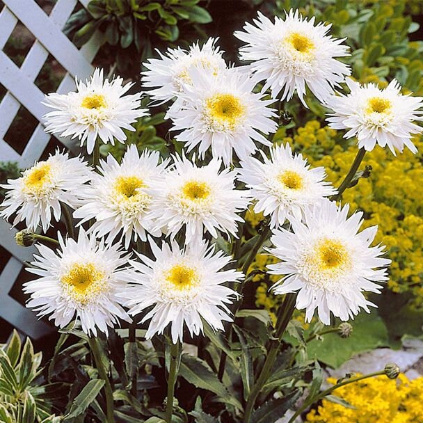 25 Crazy Daisy Double Seeds Chrysanthemum - Etsy UK