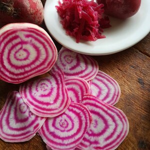 25 Italian Chioggia "candy Stripe" Beetroot Seeds - Etsy UK